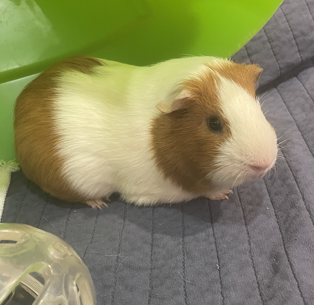 Alfie - Male Short-hair Smooth Hair Mix Guinea Pig in QLD - PetRescue