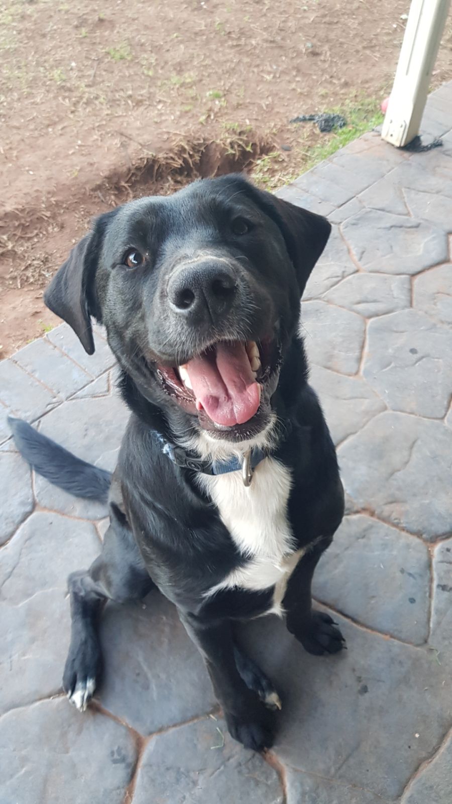 Sunraysia Animal Rehousing Group - PetRescue