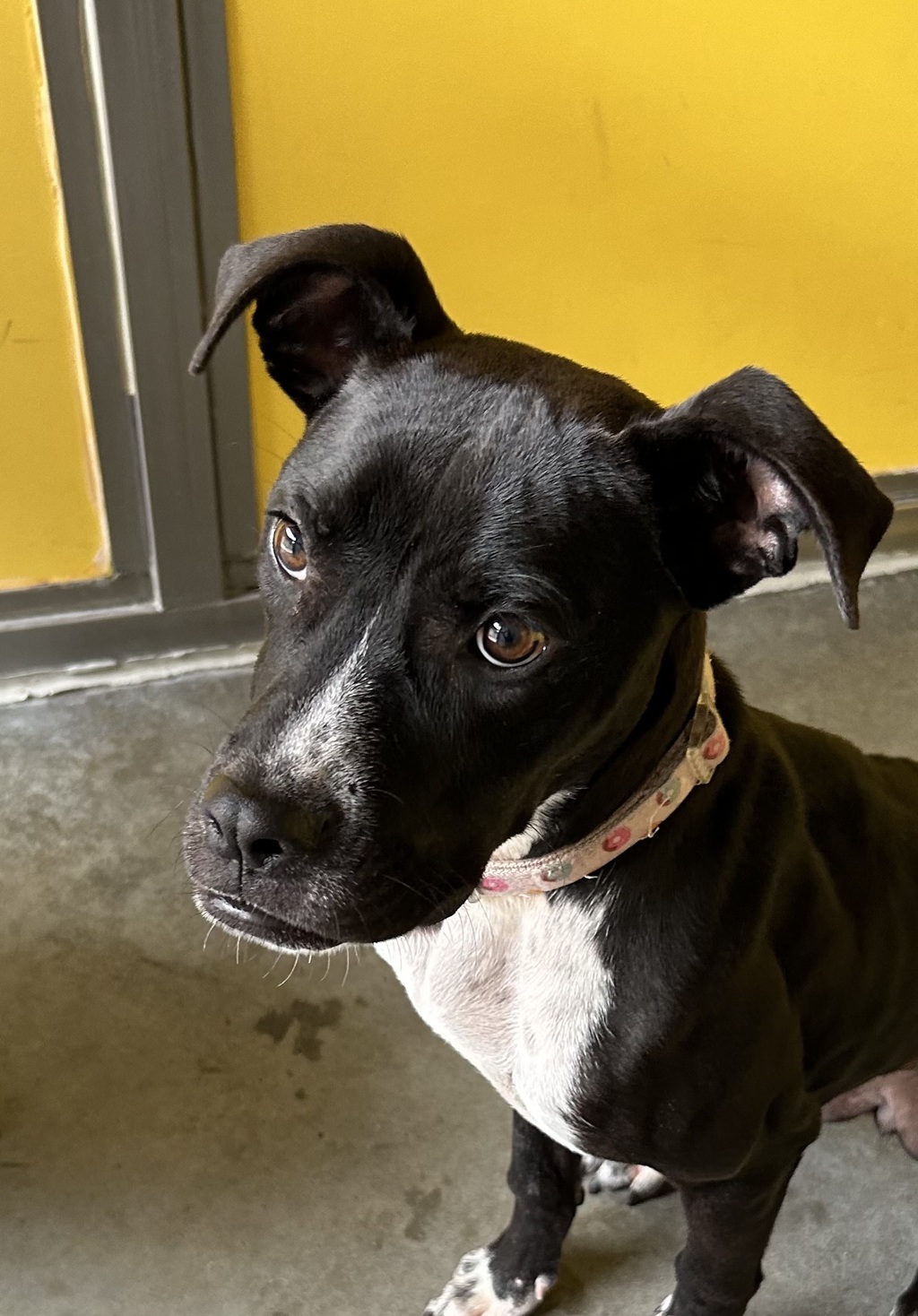 Reba - Medium Female English Staffordshire Bull Terrier Mix Dog in QLD ...