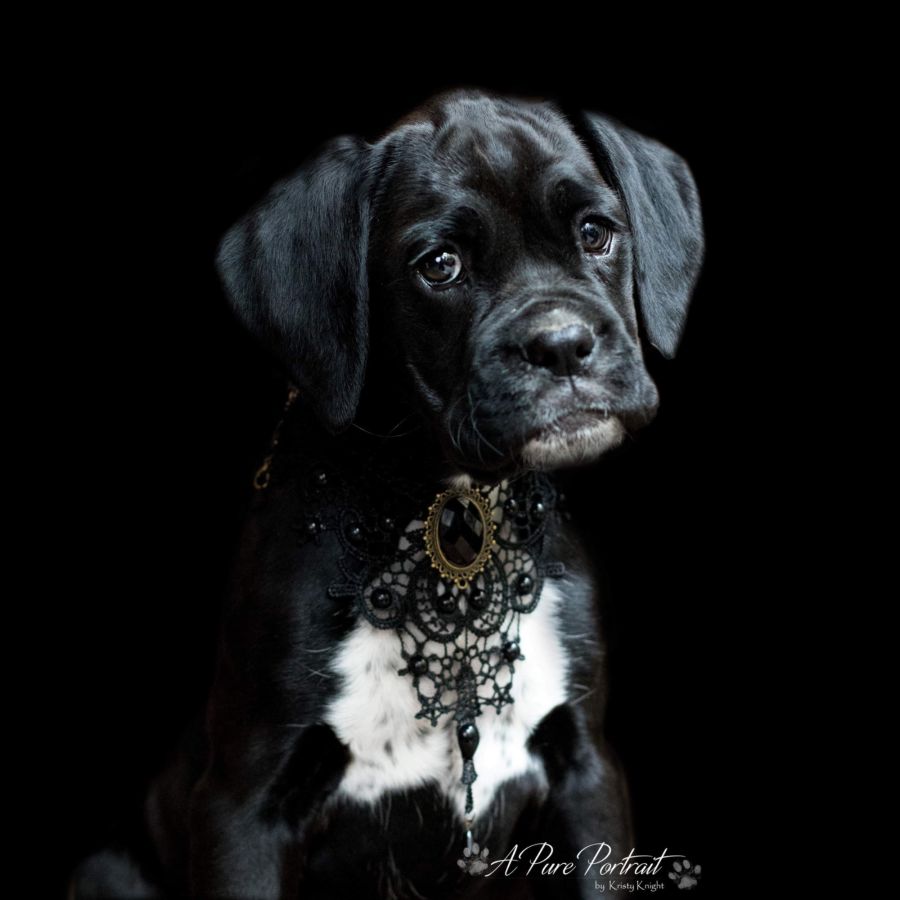 Queenie - Large Female Boxer x Pointer Mix Dog in VIC - PetRescue