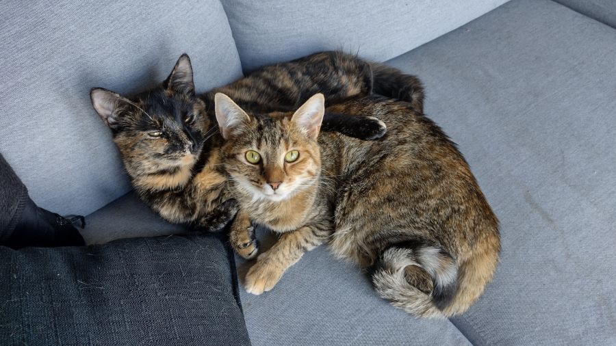 Tokyo & Nairobi - Female Domestic Short Hair Cat in VIC - PetRescue