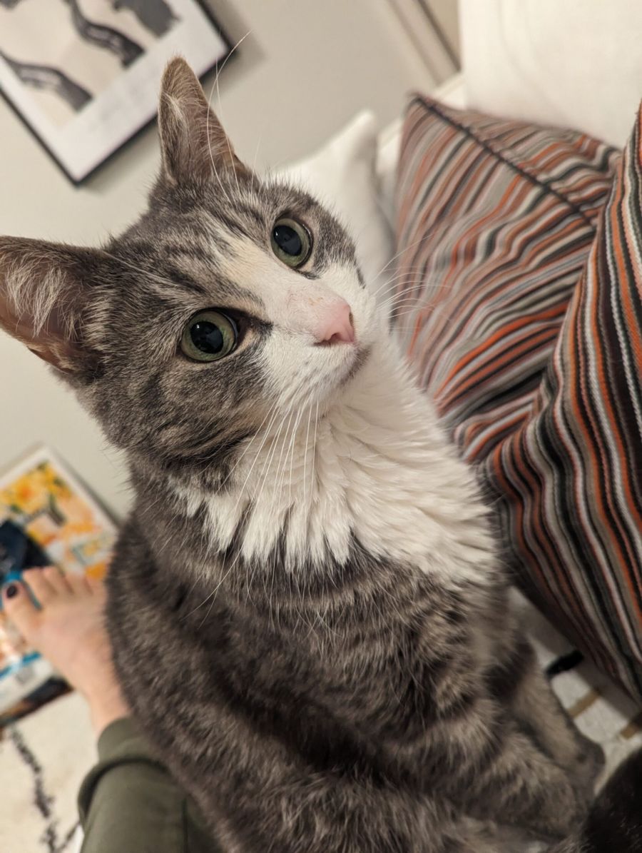 Sinatra - Female Domestic Short Hair Cat in NSW - PetRescue