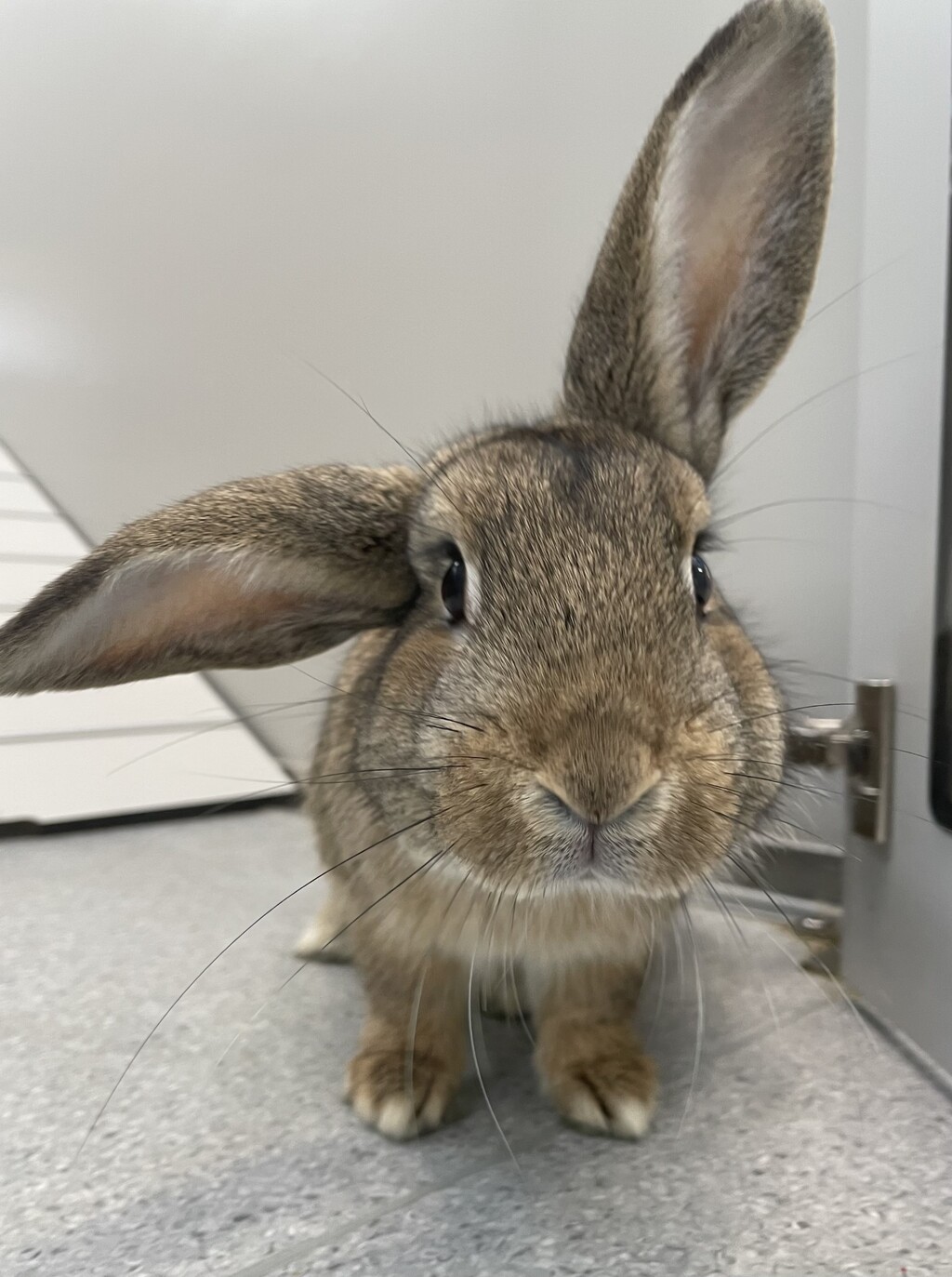 Franklin - Male Rabbit Unspecified Mix Rabbit in VIC - PetRescue