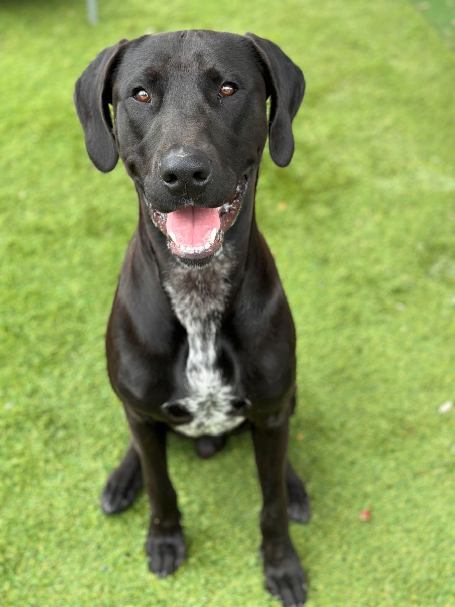 Rusty - Large Male Great Dane x Pointer Mix Dog in NSW - PetRescue