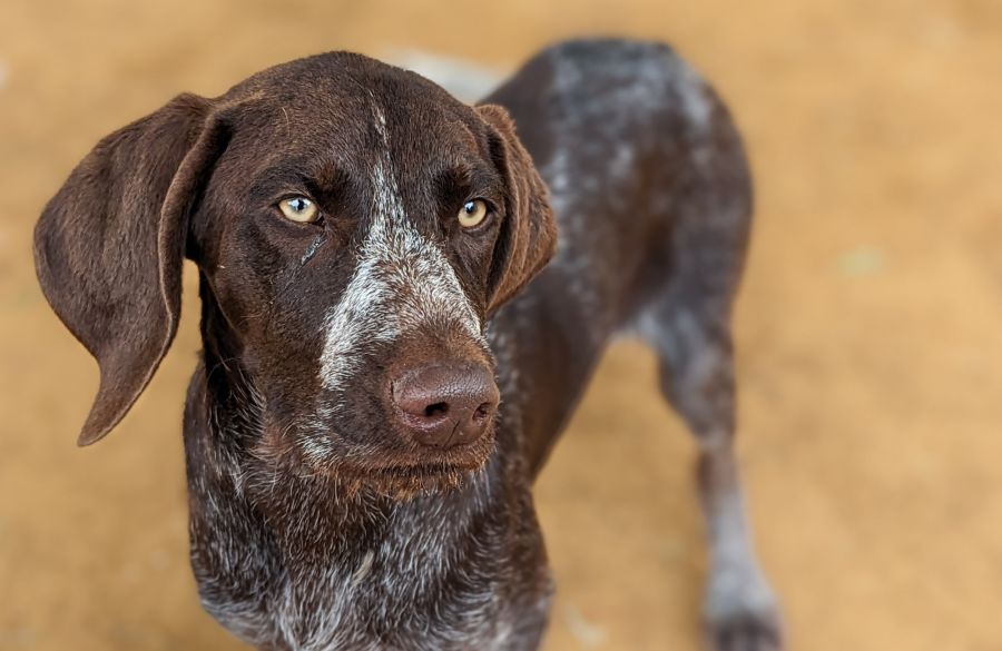 Ira - Medium Female German Wirehaired Pointer x German Shorthaired ...