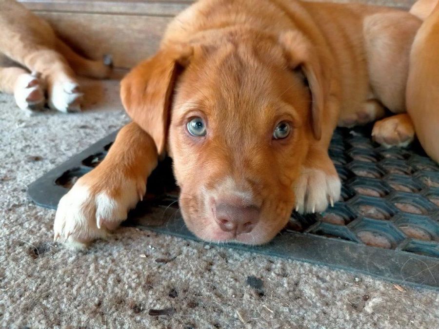 Pomerol - Large Female Dogue De Bordeaux x Border Collie Mix Dog in VIC ...