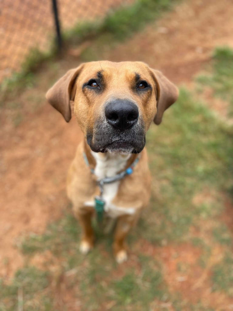 Jack - Large Male Ridgeback x Mixed Breed Mix Dog in VIC - PetRescue
