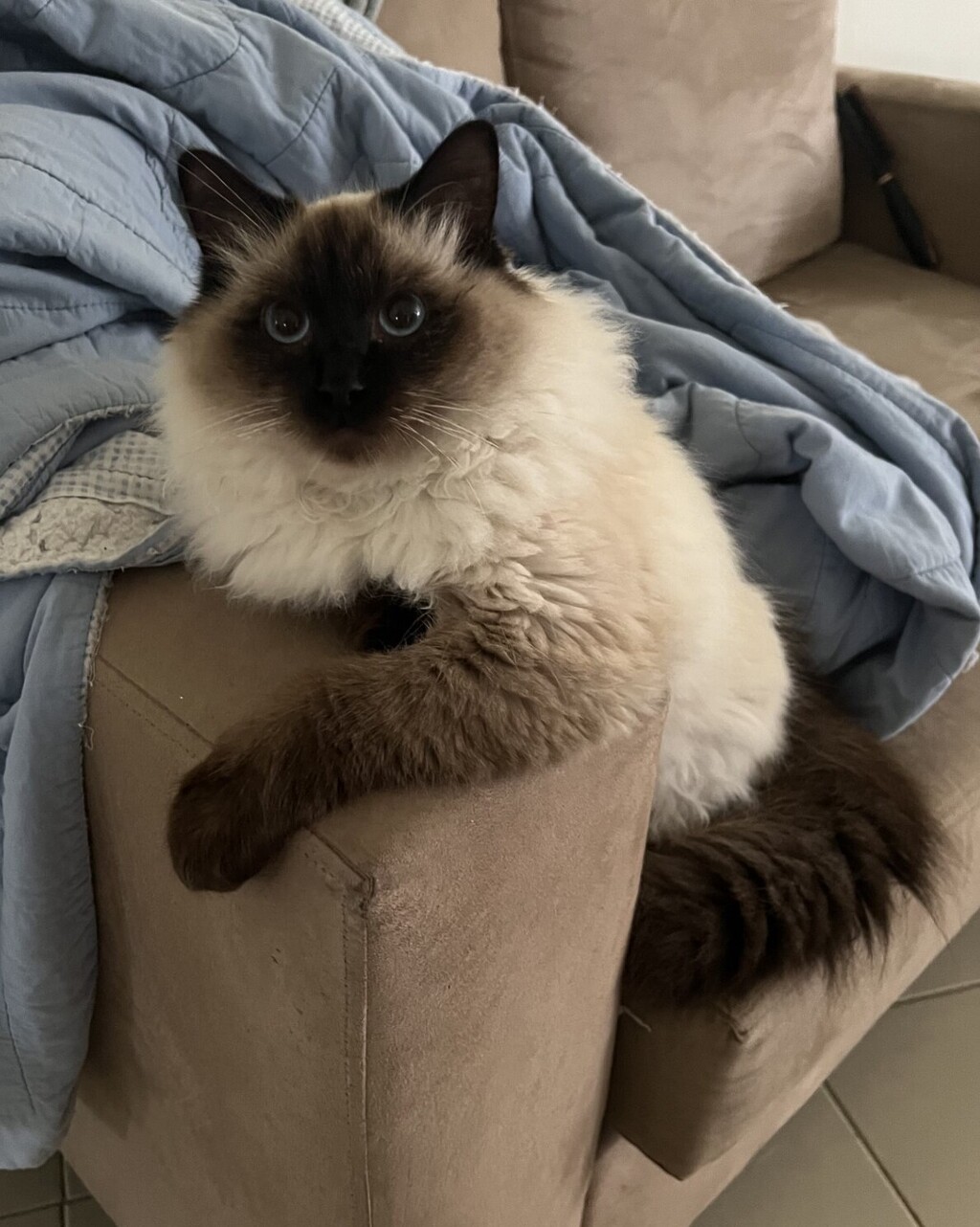 Milo - Male Ragdoll Cat in VIC - PetRescue