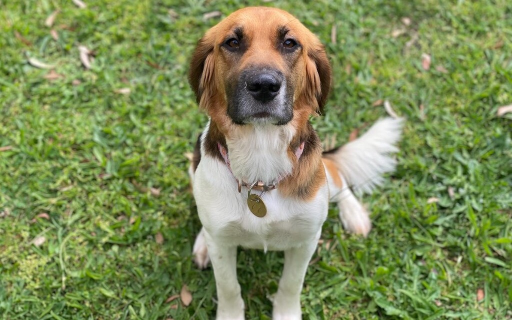 Shiloh - Medium Female Beagle Mix Dog in VIC - PetRescue