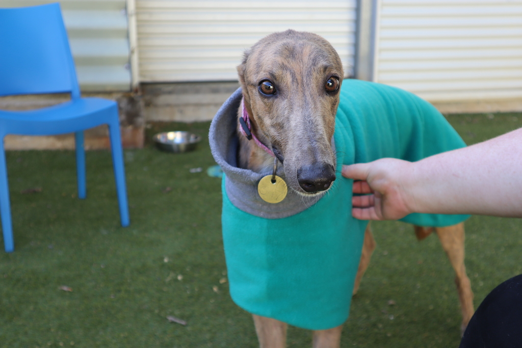Jack - Medium Male Greyhound Mix Dog in VIC - PetRescue