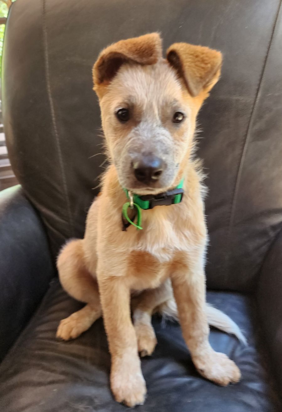 Tiki Animal Rescue - PetRescue