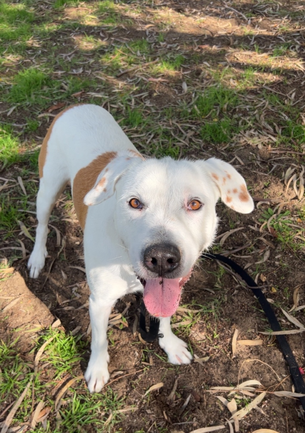 Sirius - Large Male Large Mixed Breed Mix Dog in WA - PetRescue