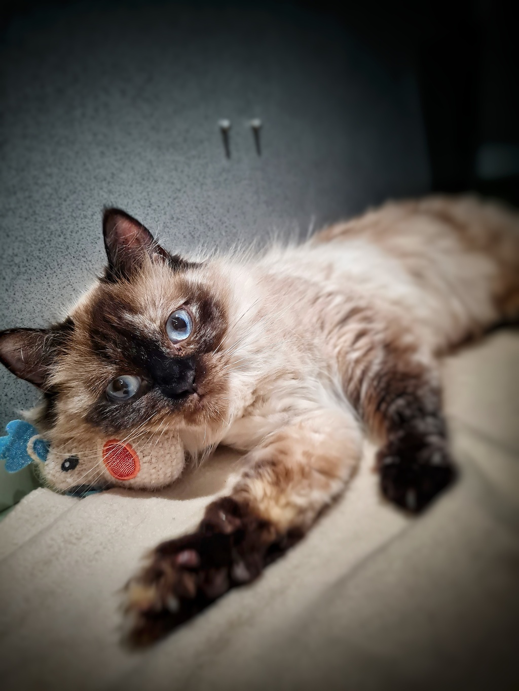 Tilly - Female Ragdoll Mix Cat in QLD - PetRescue