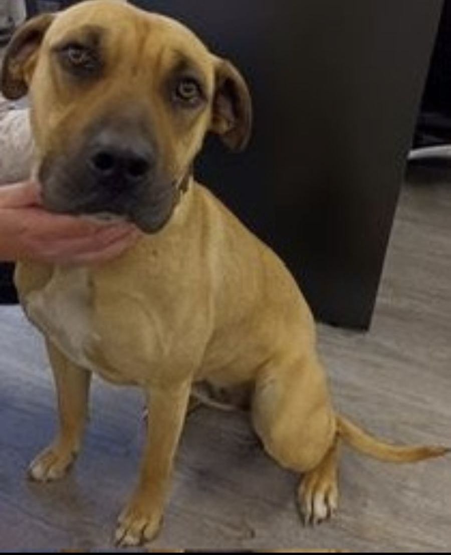 Molly - Medium Female American Staffordshire Terrier x Amstaff x Staffy ...