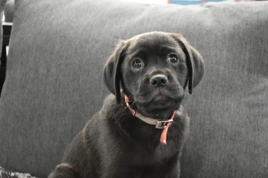 Jeff - Medium Male Golden Retriever x Pug Mix Dog in QLD - PetRescue