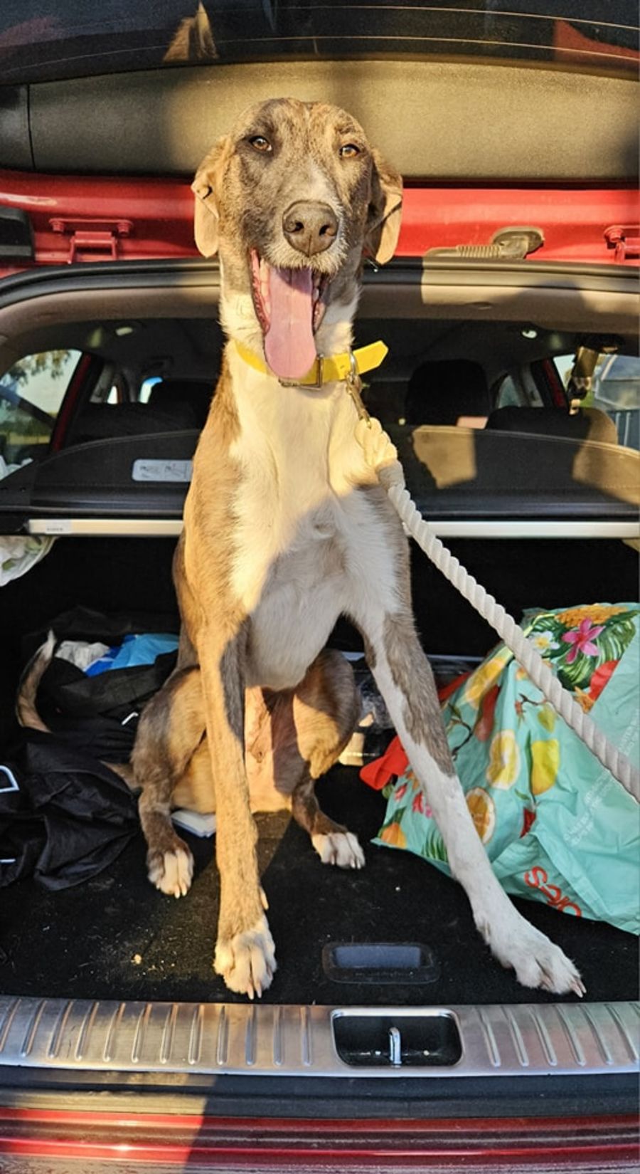 Harriett - Large Female Staghound Dog in VIC - PetRescue