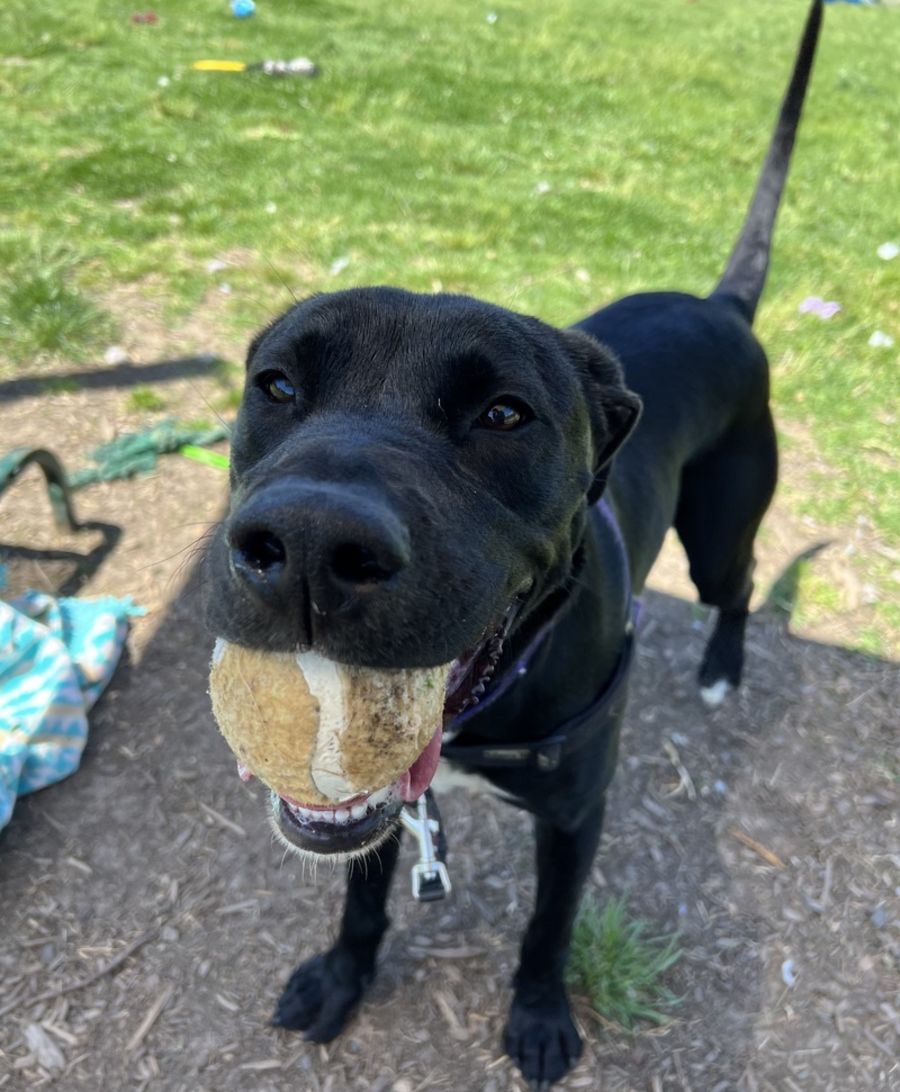 Daisy - Large Female Labrador x Pointer x Staffordshire Bull Terrier ...