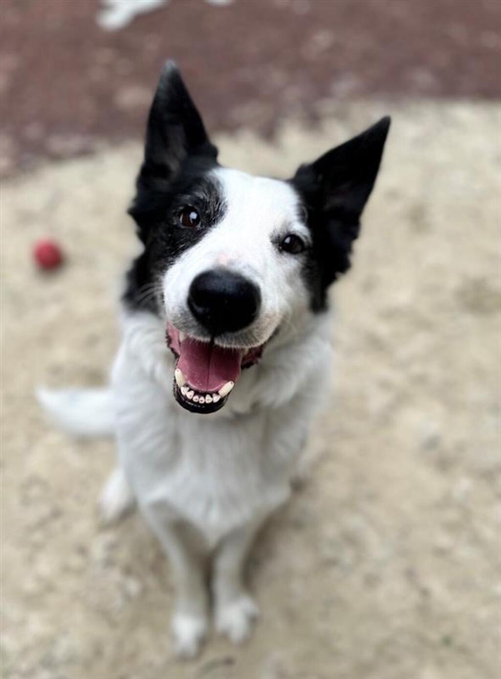 Buddy - Medium Male Border Collie Dog in VIC - PetRescue