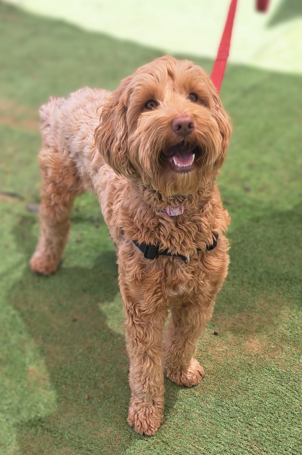 Lulu - Medium Female Labradoodle Dog in ACT - PetRescue