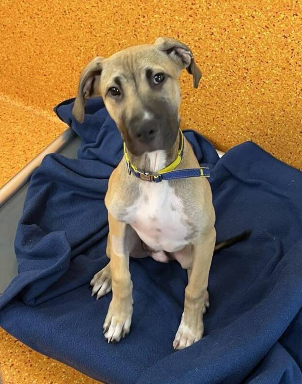 Chester - Large Male Bull Arab x Great Dane Mix Dog in QLD - PetRescue