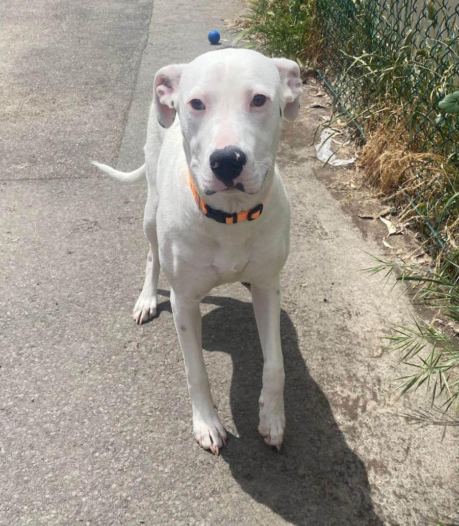 Dot - Large Female American Staffordshire Terrier Mix Dog in VIC ...