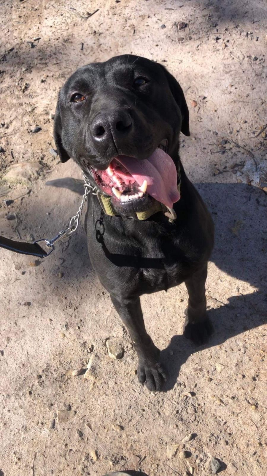 Blaze 🐶 - Medium Male Labrador x German Shorthaired Pointer Dog in NSW ...