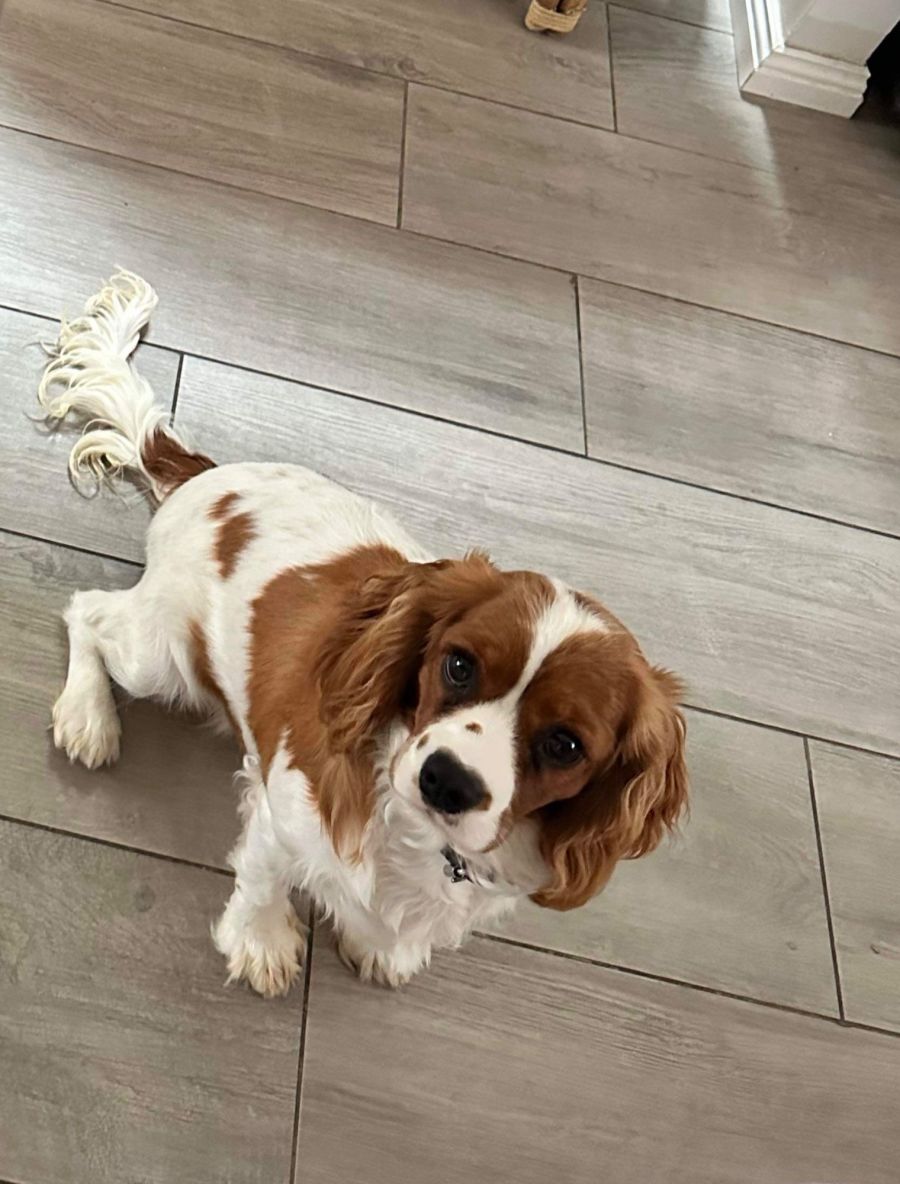 Ariel - Small Female Cavalier King Charles Spaniel Dog in NSW - PetRescue