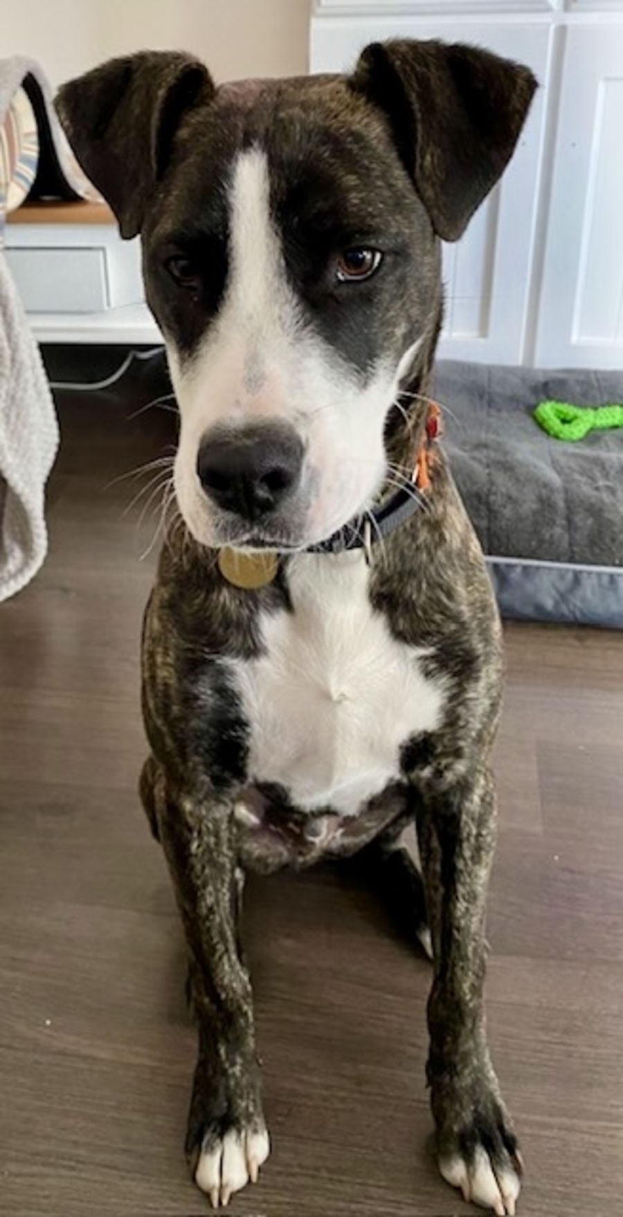 Biscotti - Large Male Bull Arab x Great Dane Mix Dog in VIC - PetRescue