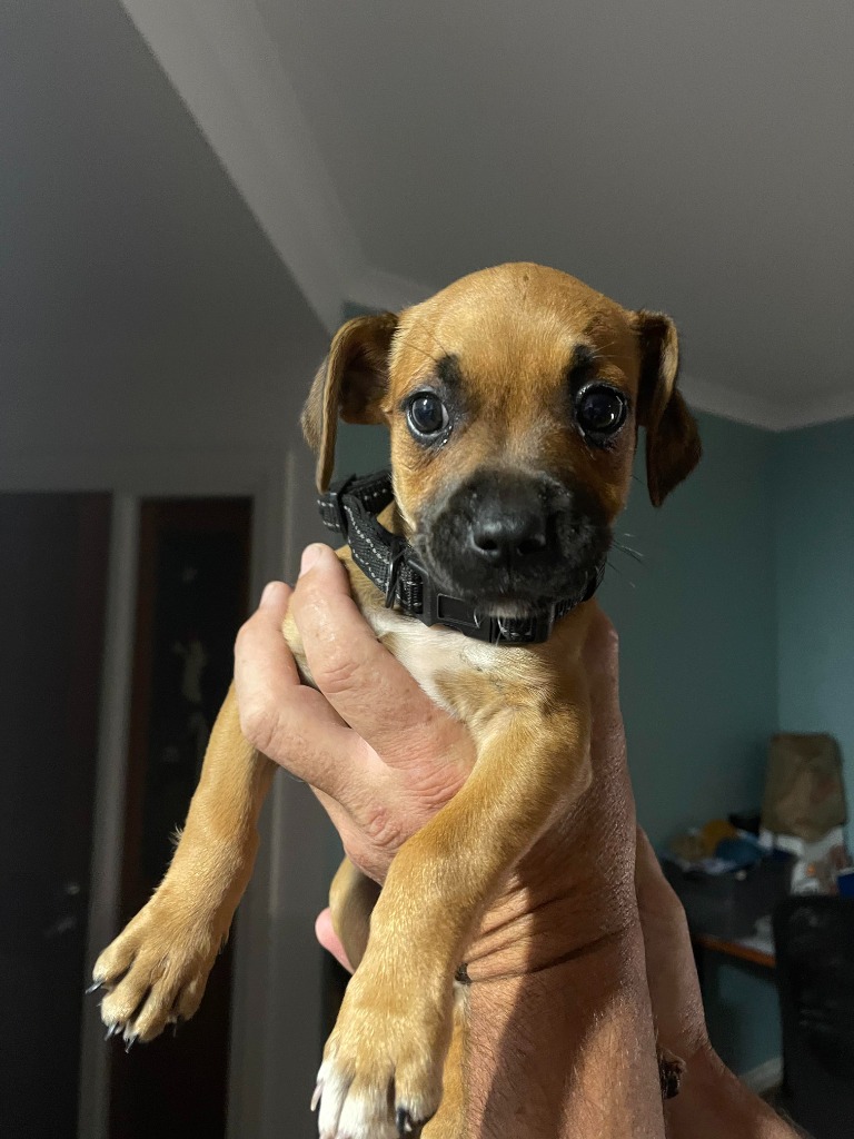 Fritz - Medium Female Rhodesian Ridgeback x Mixed Breed Mix Dog in WA ...