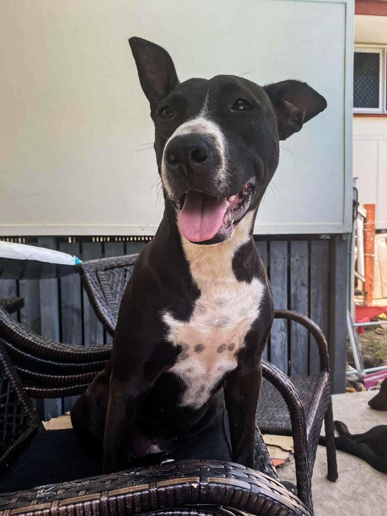 Roxy - Medium Female Staffordshire Bull Terrier Dog in QLD - PetRescue