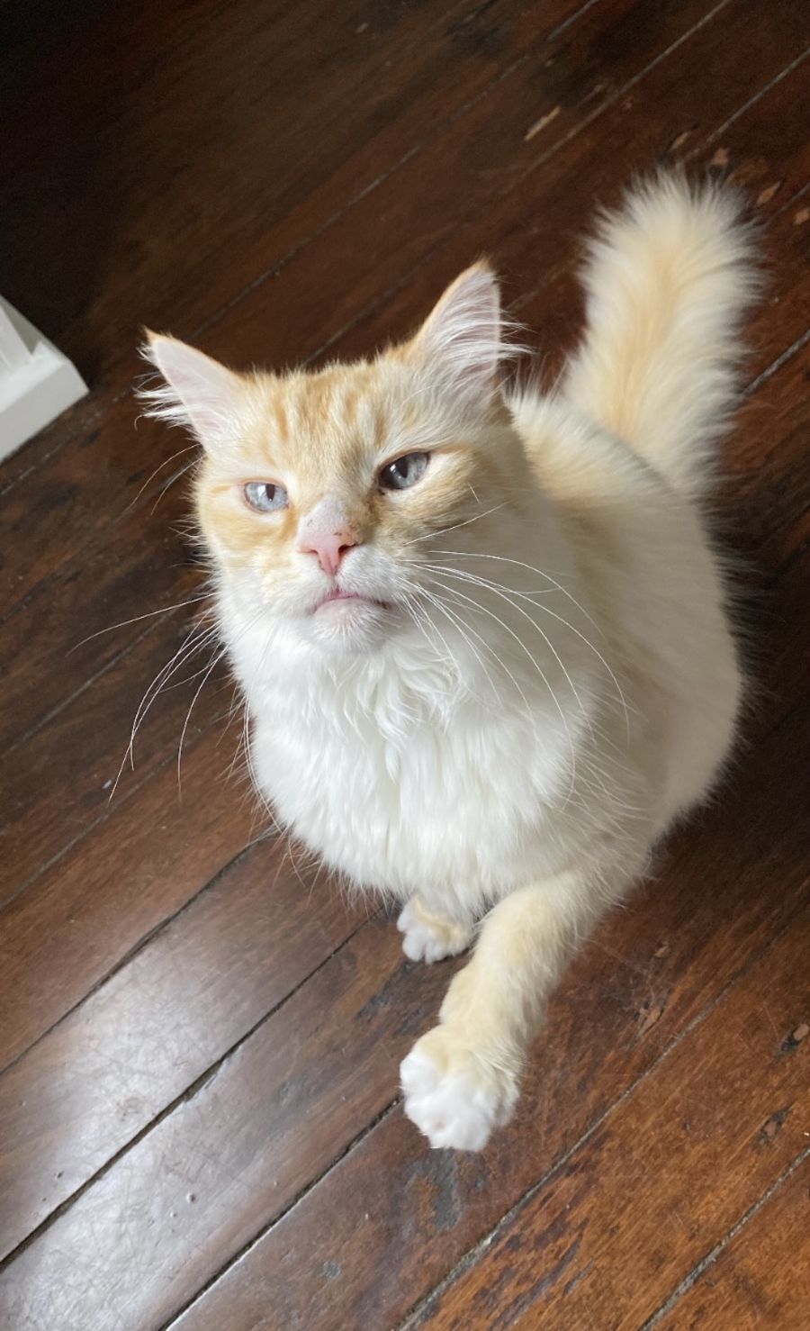 Tootsie - Male Ragdoll Mix Cat in NSW - PetRescue