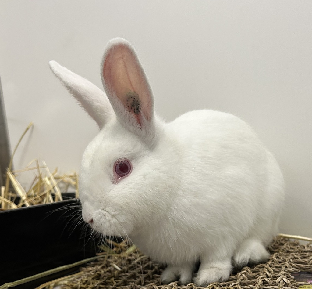 Levi - Male New Zealand x Rabbit Unspecified Mix Rabbit in VIC - PetRescue