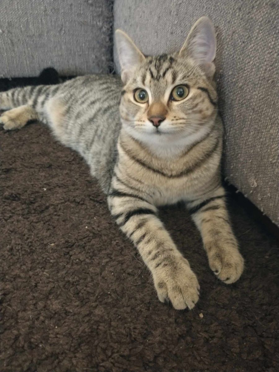 Fresh Start Rescue Incorporation - PetRescue