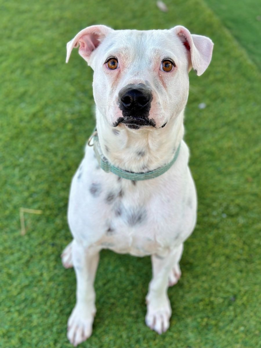 Dobby - Medium Male Staffy x Mixed Breed Dog in NSW - PetRescue