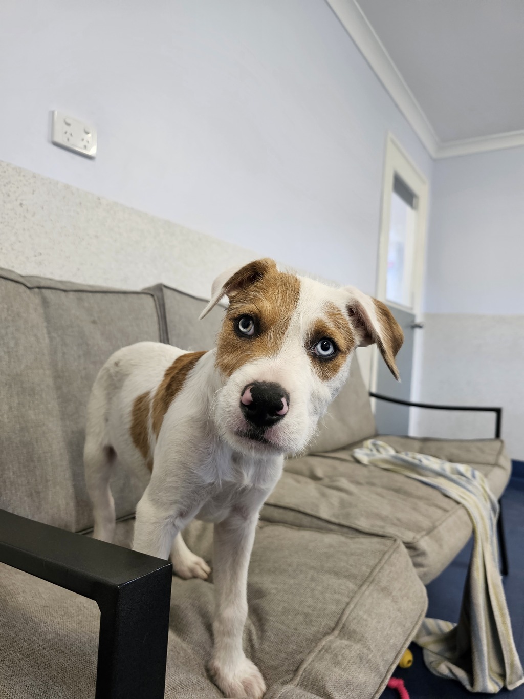 Raiden - Large Male Mixed Mix Dog in WA - PetRescue