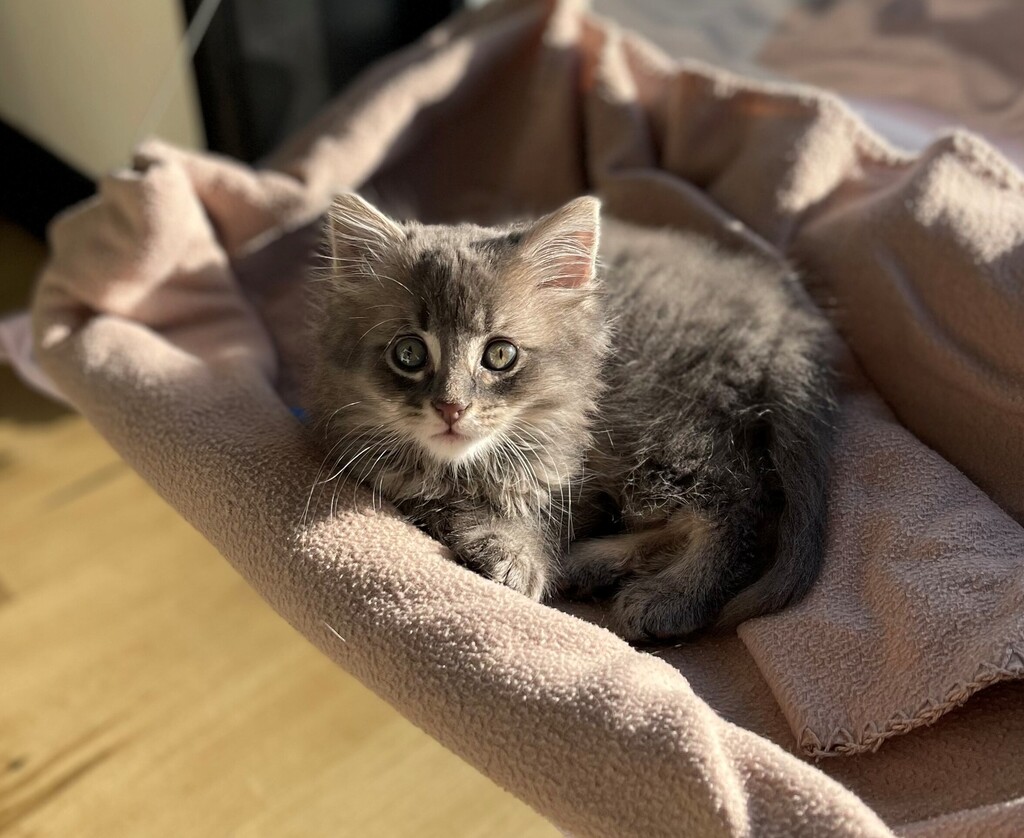 Zoomer - Male Domestic Medium Hair Cat in ACT - PetRescue