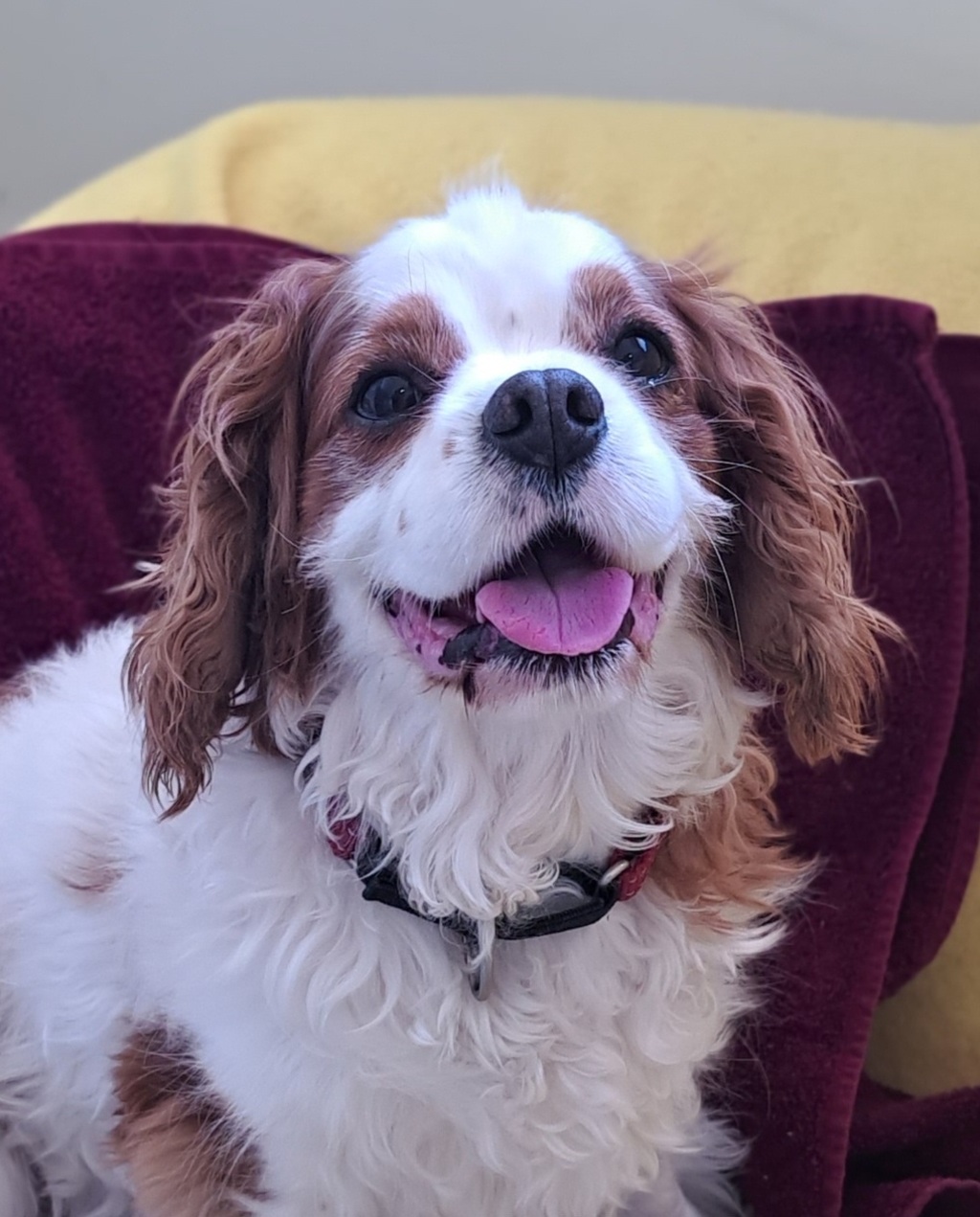 Clyde - Medium Male Cavalier King Charles Spaniel Mix Dog in ACT ...
