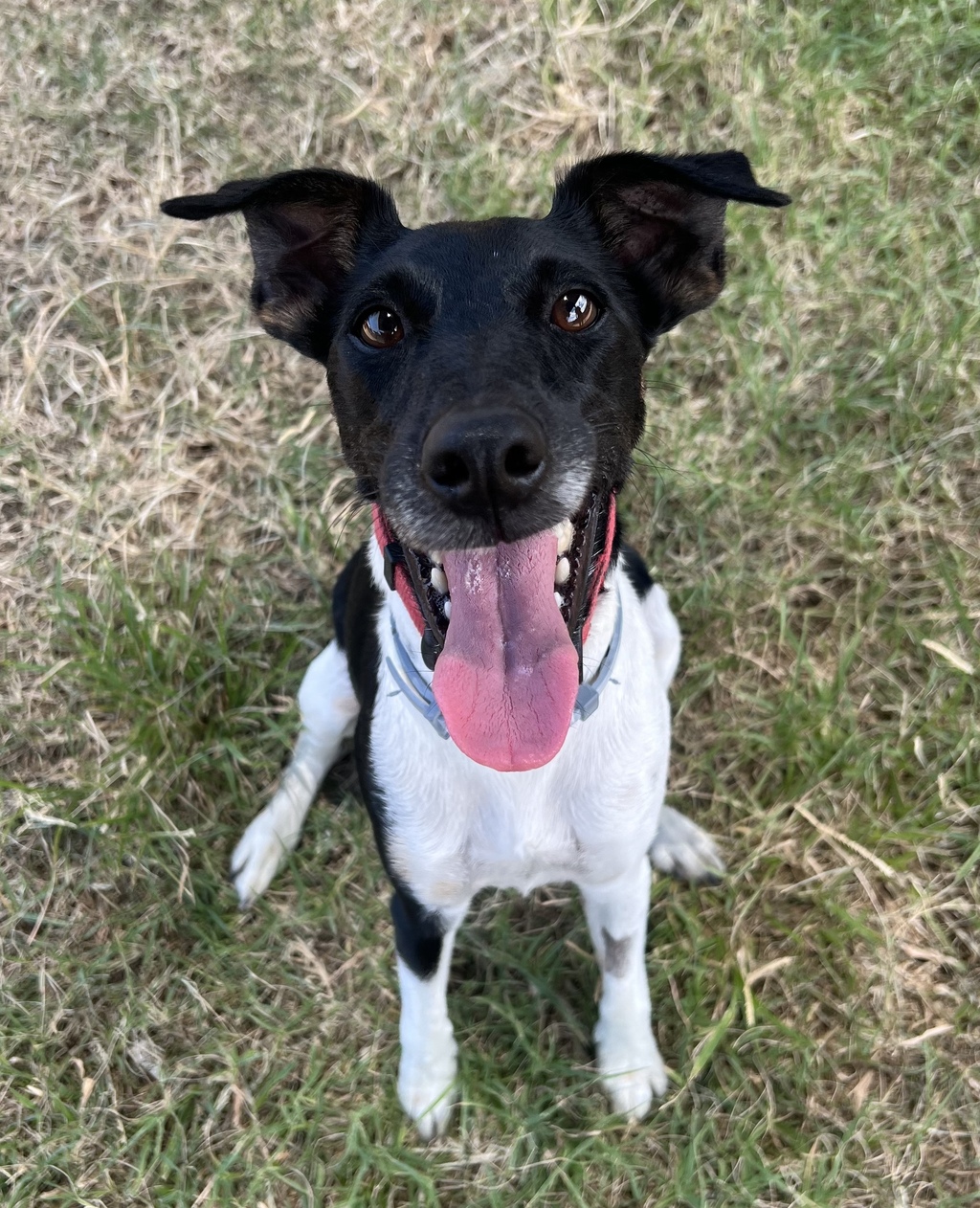 Tilly - Small Female Fox Terrier Mix Dog in QLD - PetRescue
