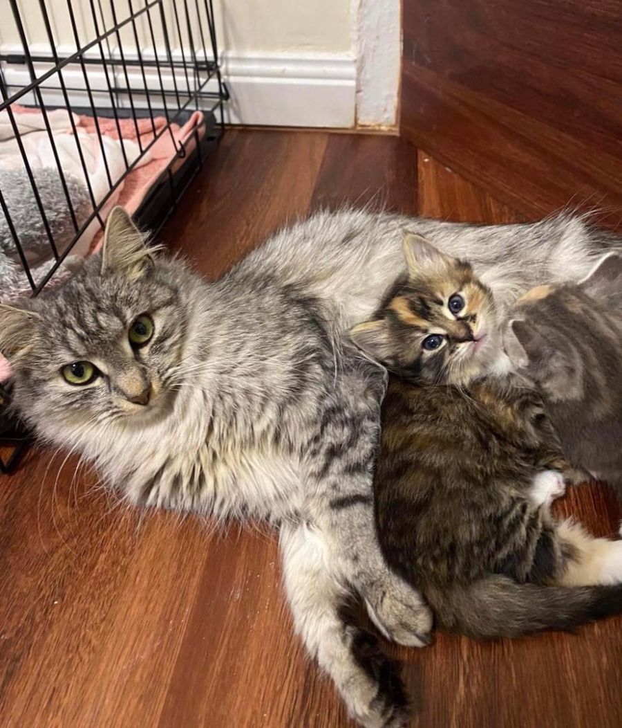 Wolfie - Female Domestic Short Hair Cat in NSW - PetRescue