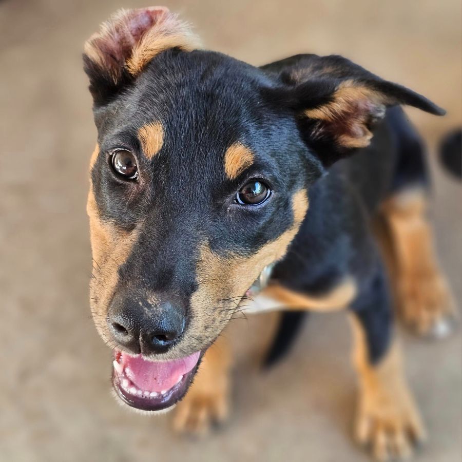 Ruski - Medium Female Kelpie Dog in QLD - PetRescue