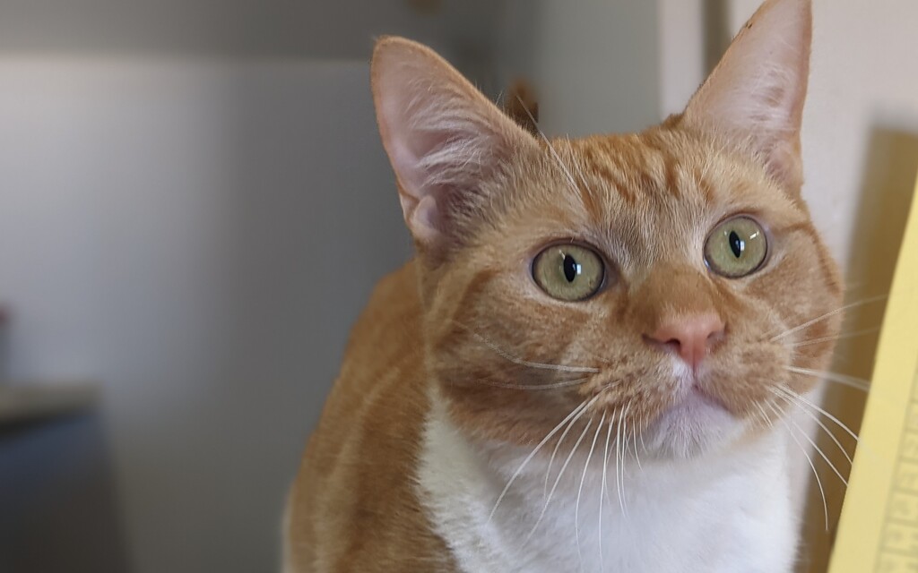 Chip - Male Domestic Short Hair x Rex Mix Cat in VIC - PetRescue