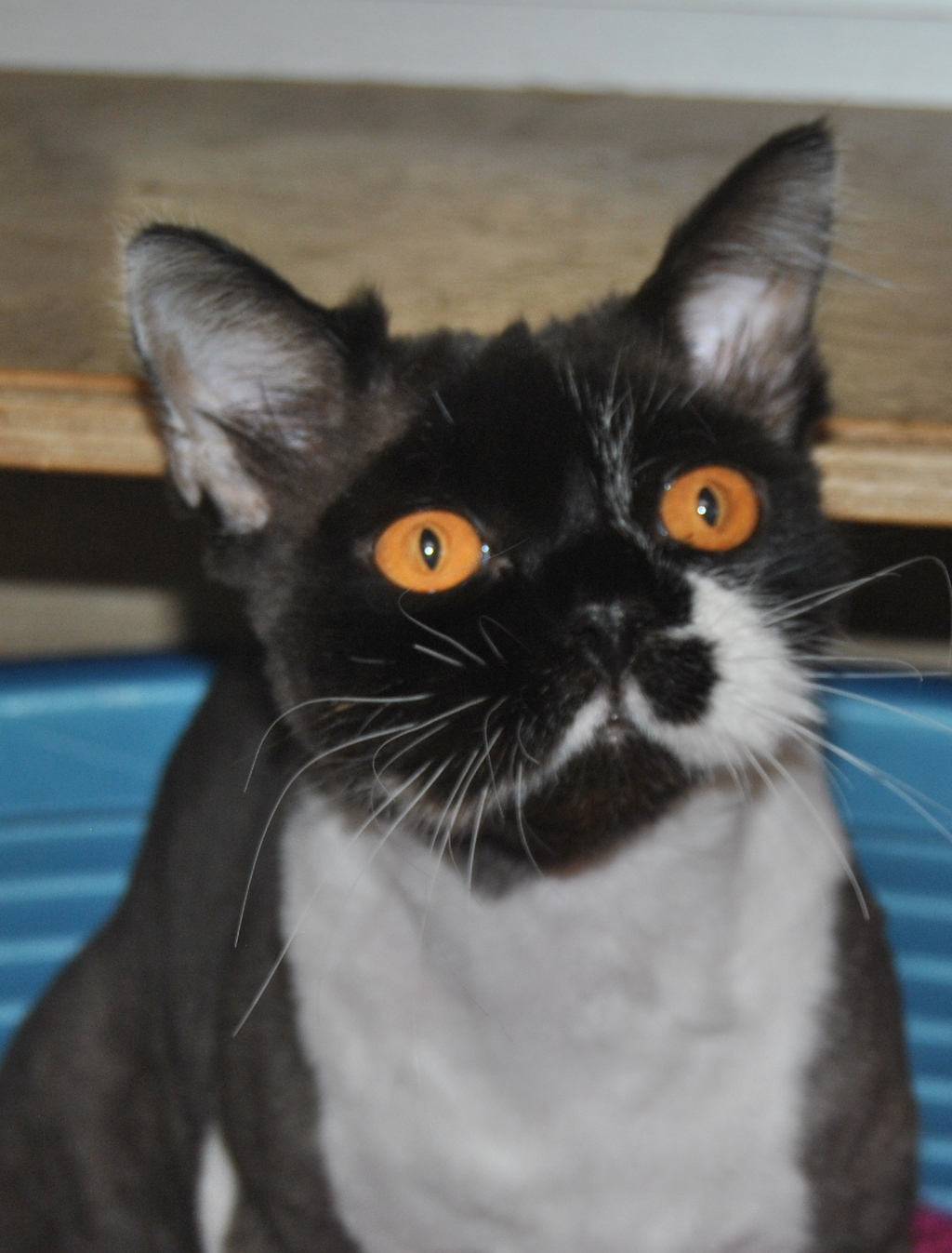 Claude - Male Persian Mix Cat in QLD - PetRescue