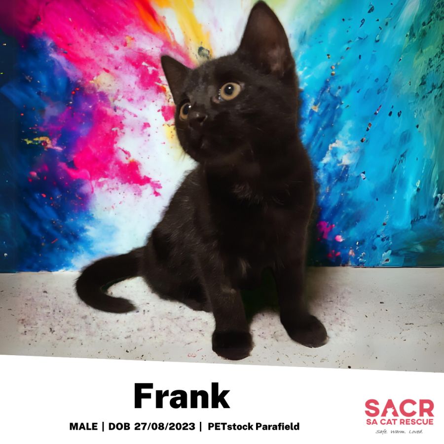 Frank - Male Domestic Short Hair Cat in SA - PetRescue
