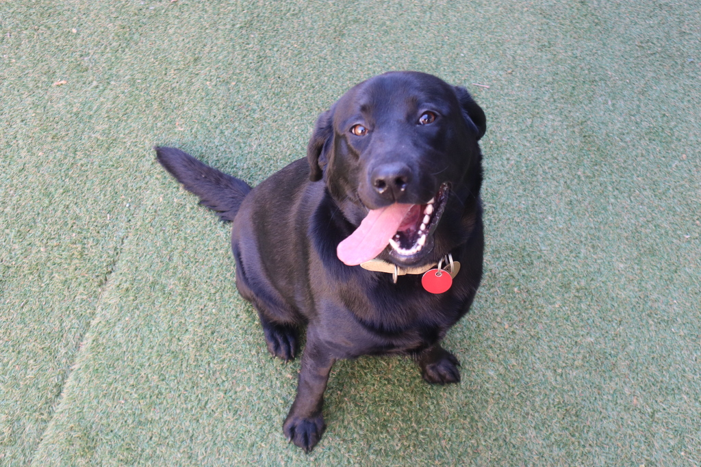 Luna - Large Female Labrador Mix Dog in VIC - PetRescue