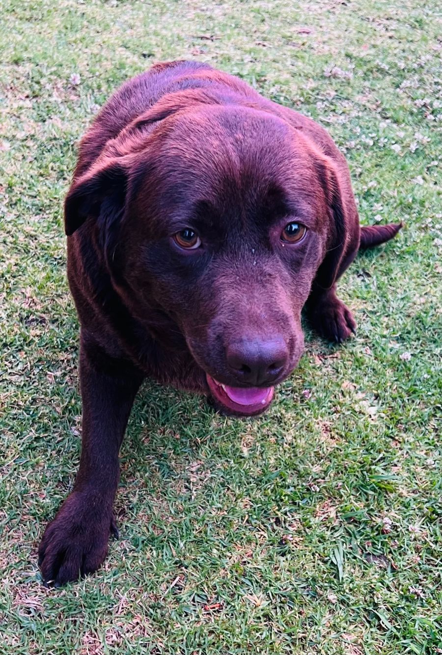 Cade - Medium Female Labrador Dog in NSW - PetRescue