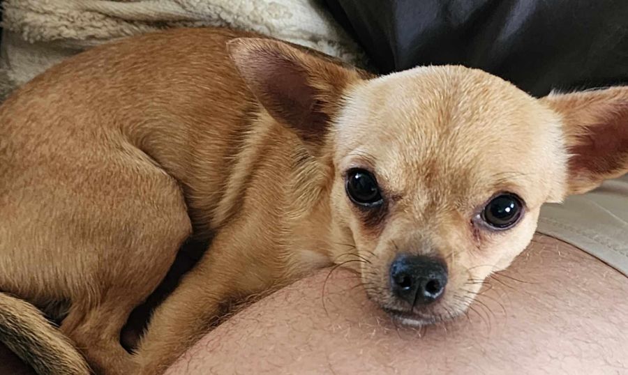 Louie - Small Male Chihuahua Dog in QLD - PetRescue