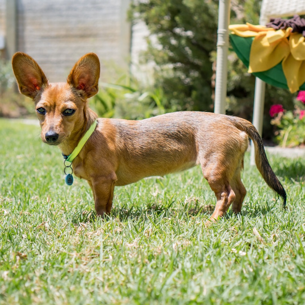 Concorde - Small Female Mixed Breed Dog in WA - PetRescue
