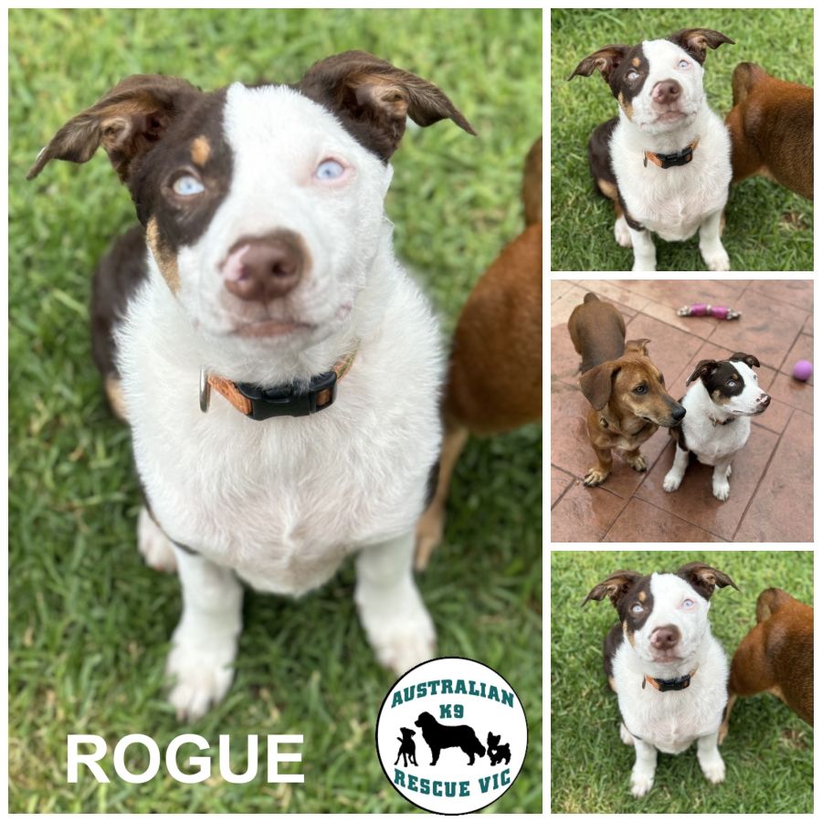 Rogue - Medium Male Border Collie Mix Dog in VIC - PetRescue