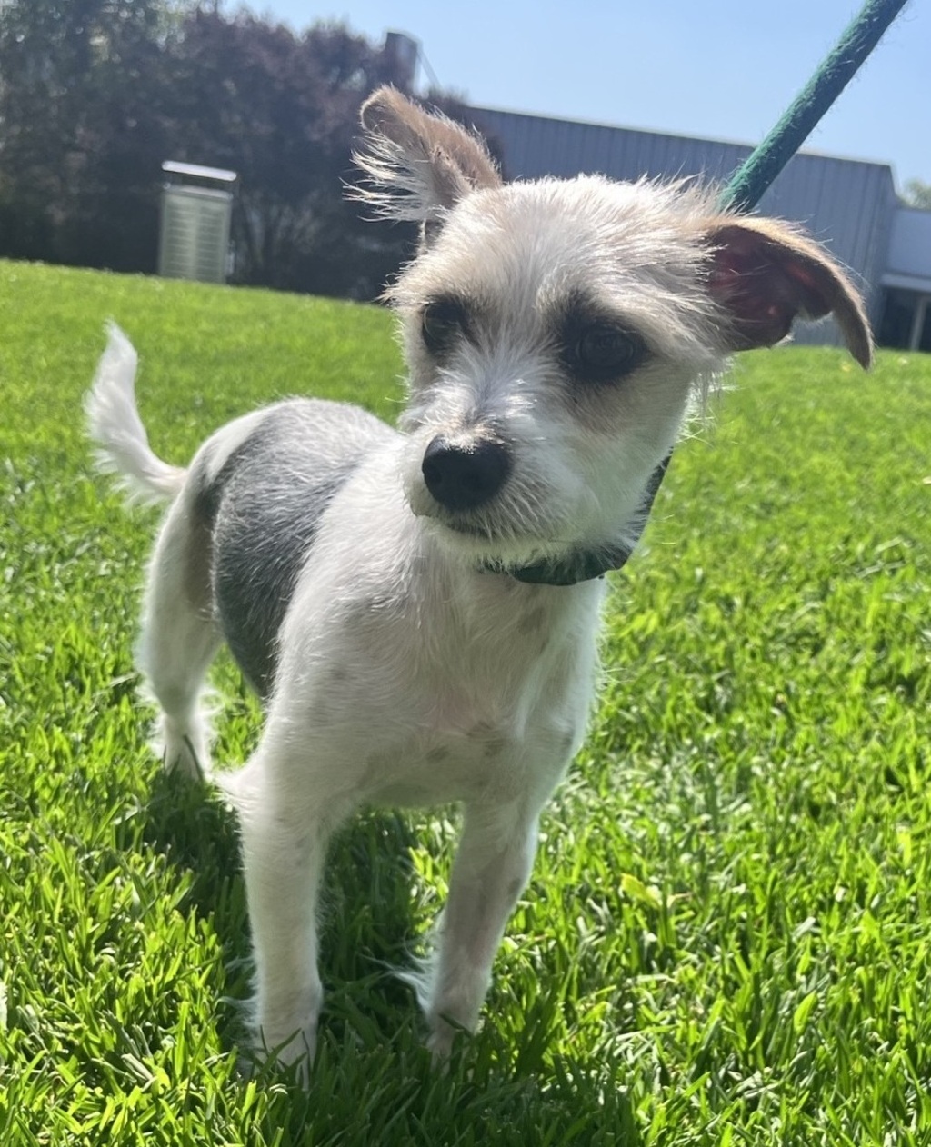 Saffy - Small Female Terrier Mix Dog in VIC - PetRescue