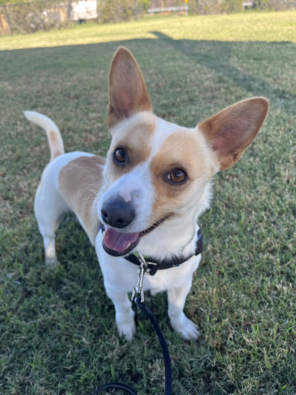 Tana - Small Male Chihuahua x Miniature Fox Terrier Mix Dog in QLD ...